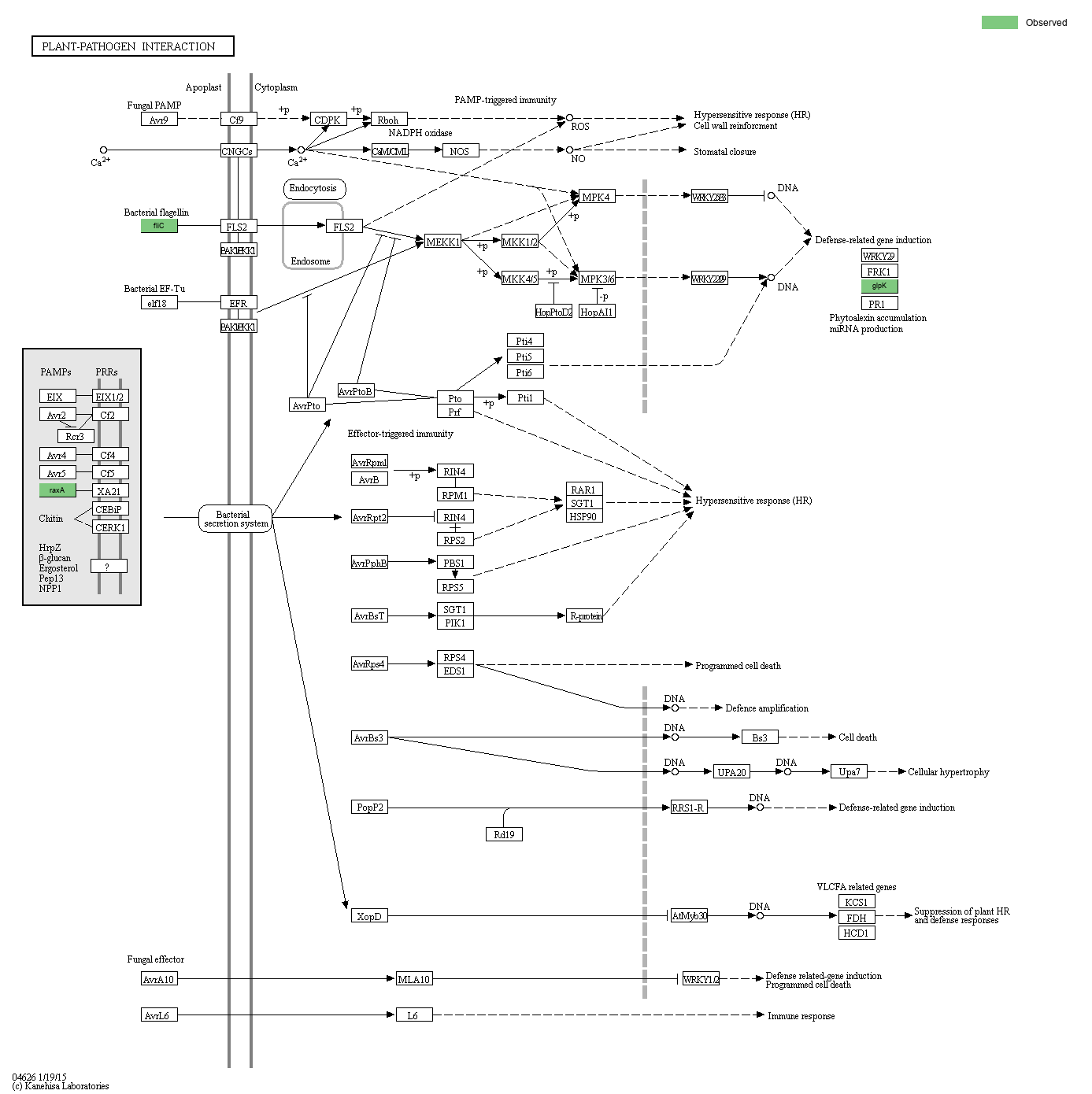 KEGG PATHWAY: Plant-pathogen interaction - Reference pathway