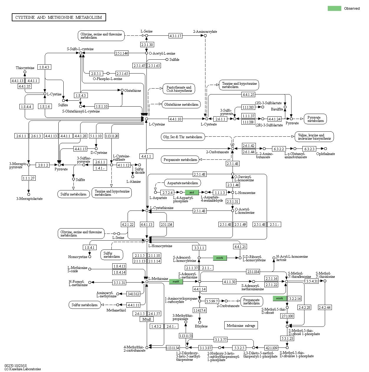 KEGG PATHWAY: Cysteine and methionine metabolism - Reference pathway