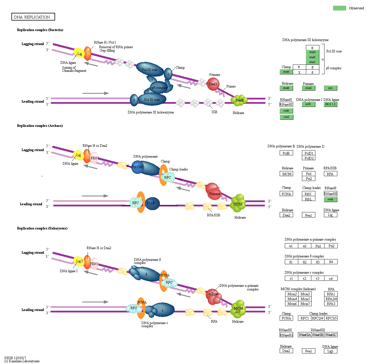KEGG PATHWAY: DNA replication - Reference pathway