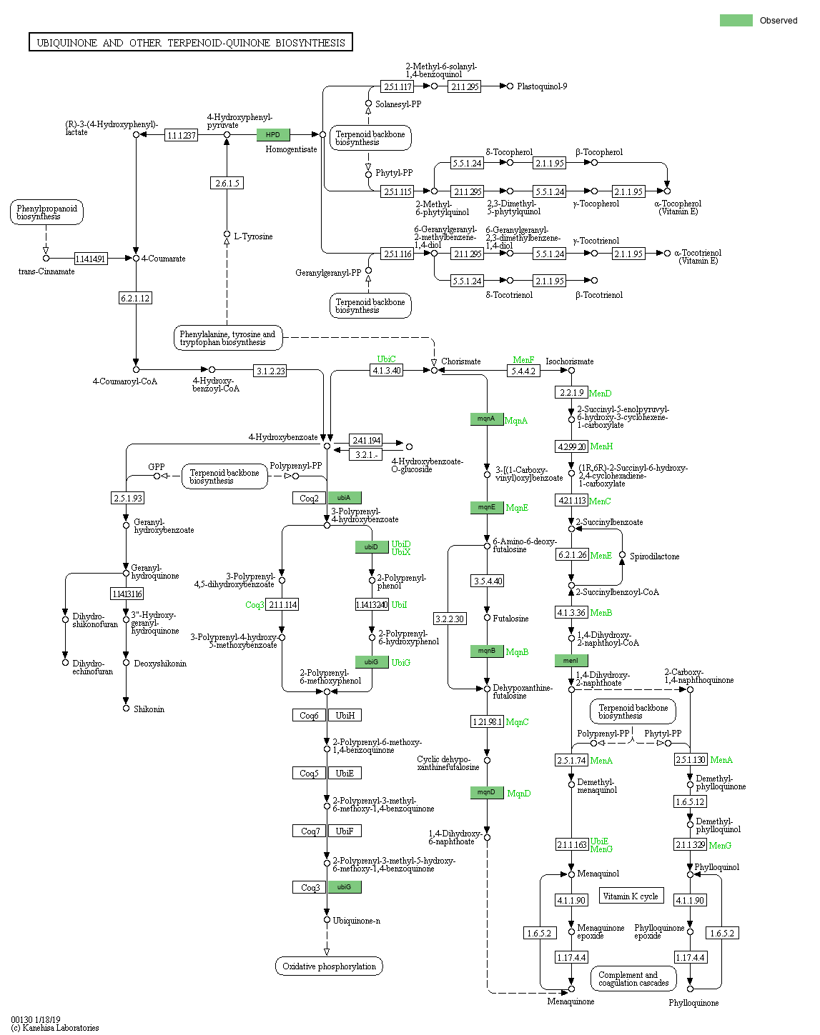 KEGG PATHWAY: Ubiquinone and other terpenoid-quinone biosynthesis ...