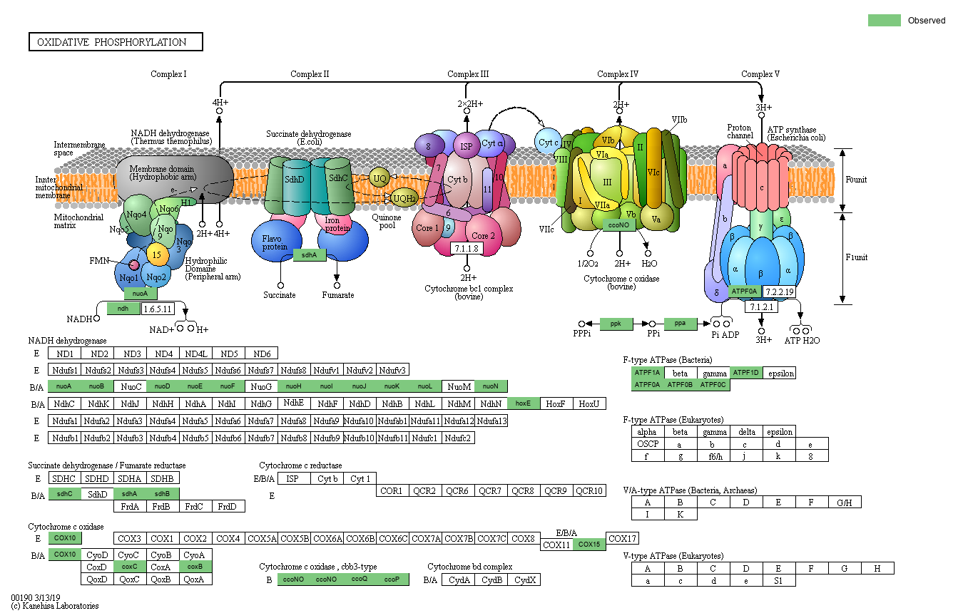 KEGG PATHWAY: Oxidative phosphorylation - Reference pathway