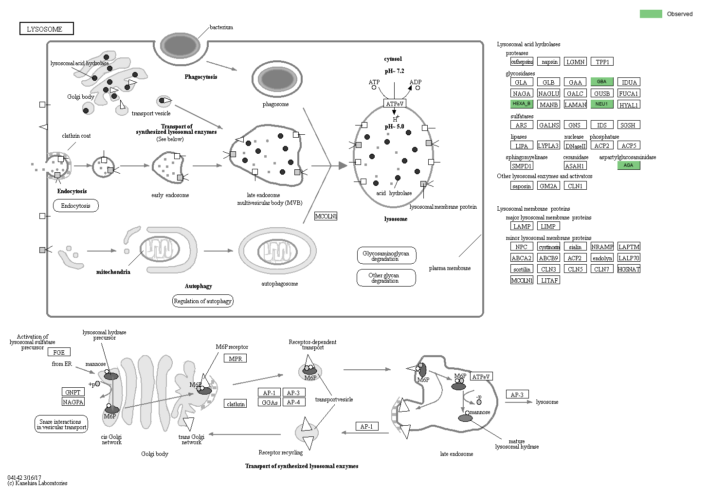 KEGG PATHWAY: Lysosome - Reference pathway
