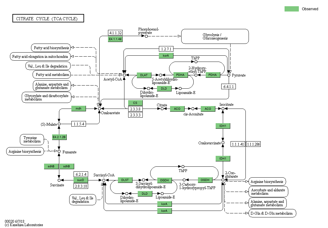 KEGG PATHWAY: Citrate cycle (TCA cycle) - Reference pathway