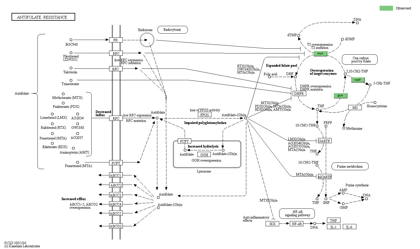 KEGG PATHWAY: Antifolate resistance - Reference pathway