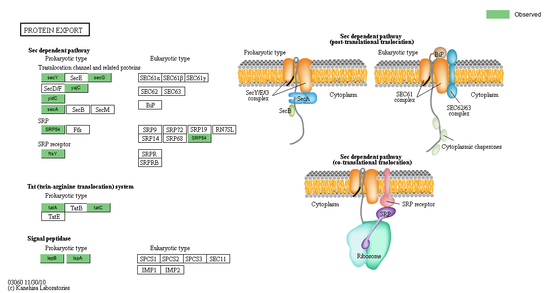 KEGG PATHWAY: Protein export - Reference pathway