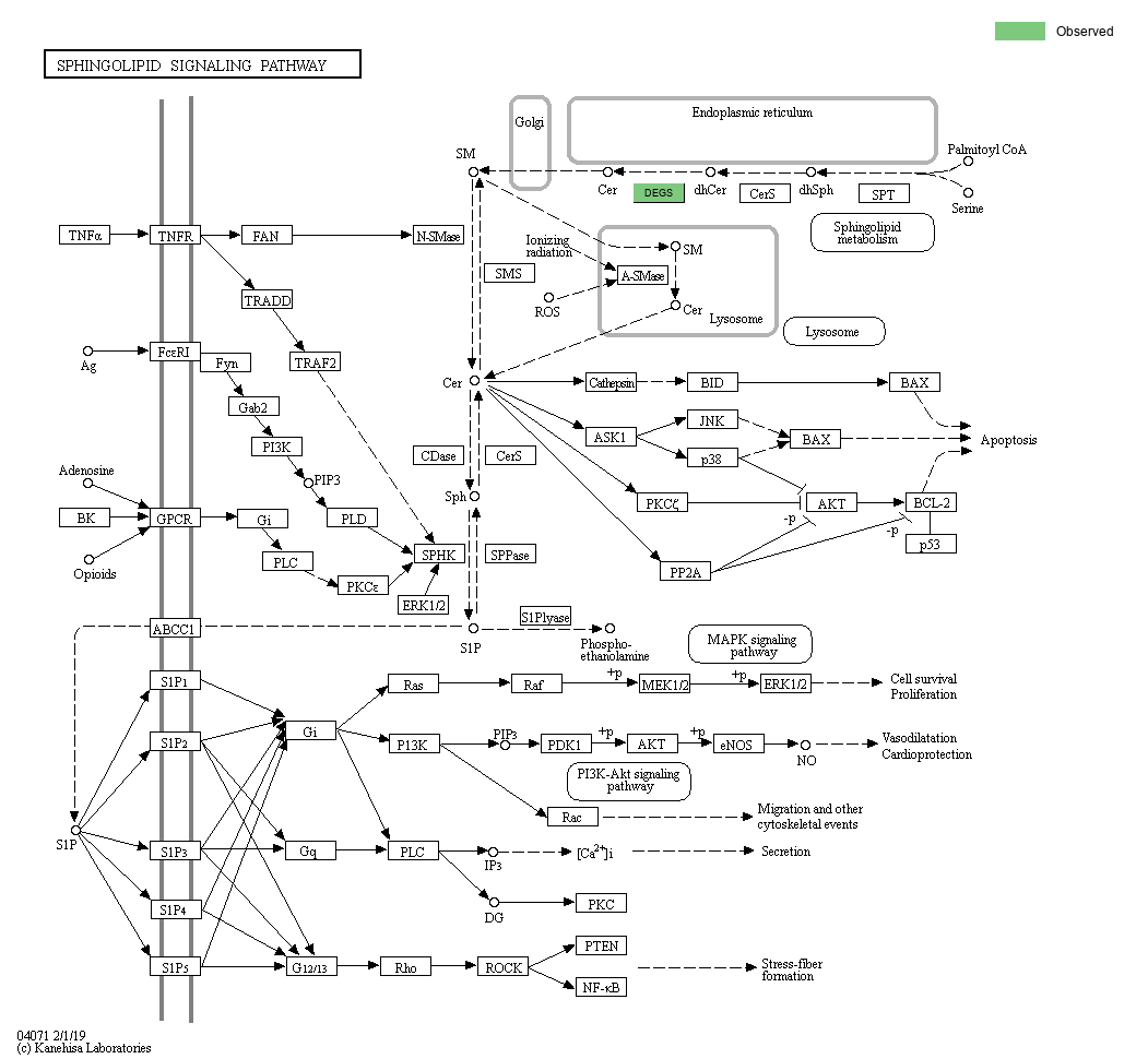 KEGG PATHWAY: Sphingolipid signaling pathway - Reference pathway
