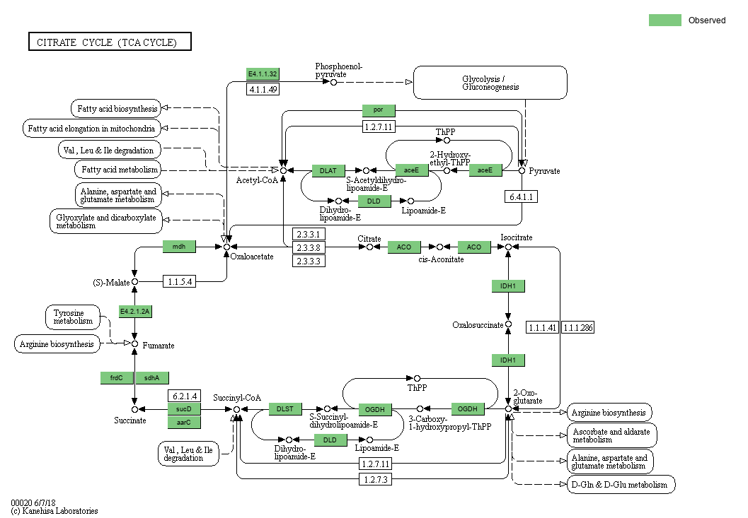 KEGG PATHWAY: Citrate cycle (TCA cycle) - Reference pathway