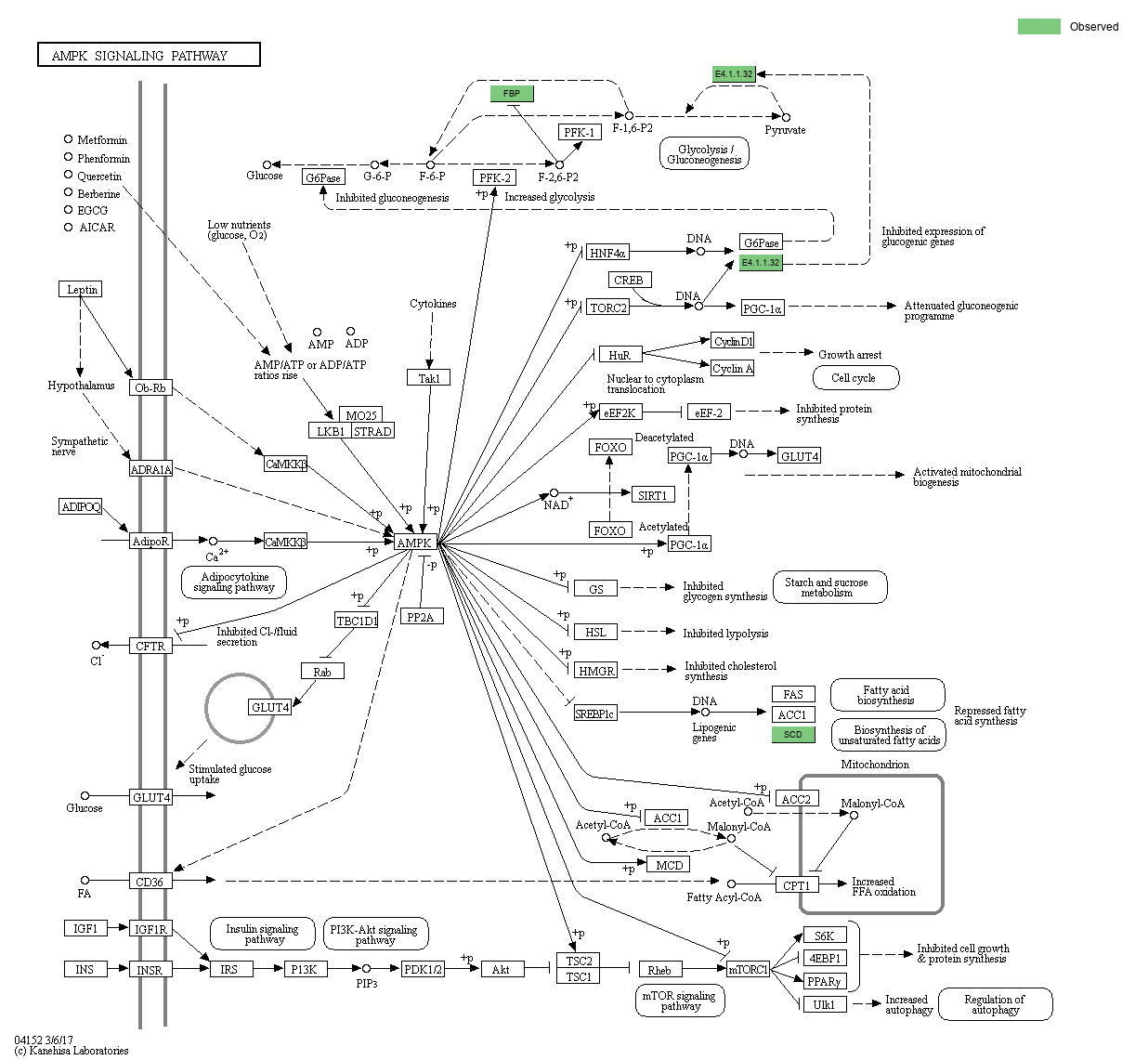 KEGG PATHWAY: AMPK signaling pathway - Reference pathway