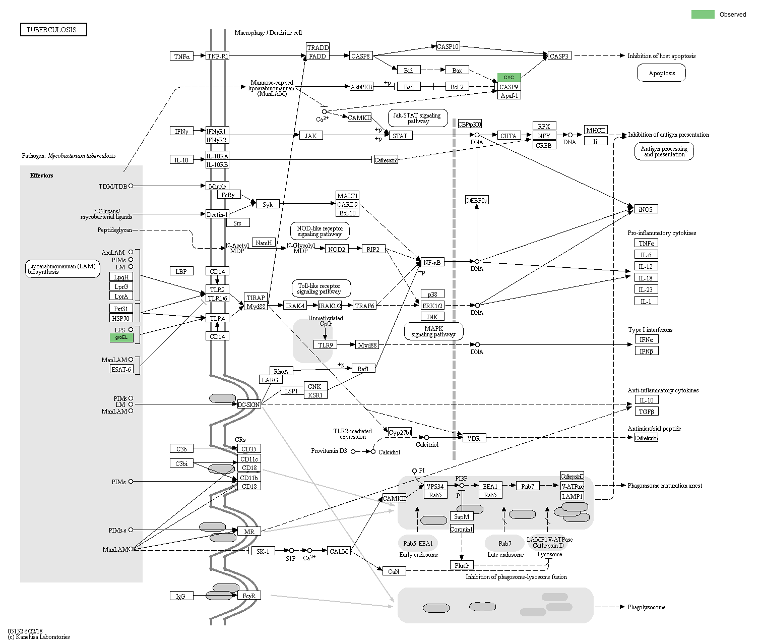 KEGG PATHWAY: Tuberculosis - Reference pathway
