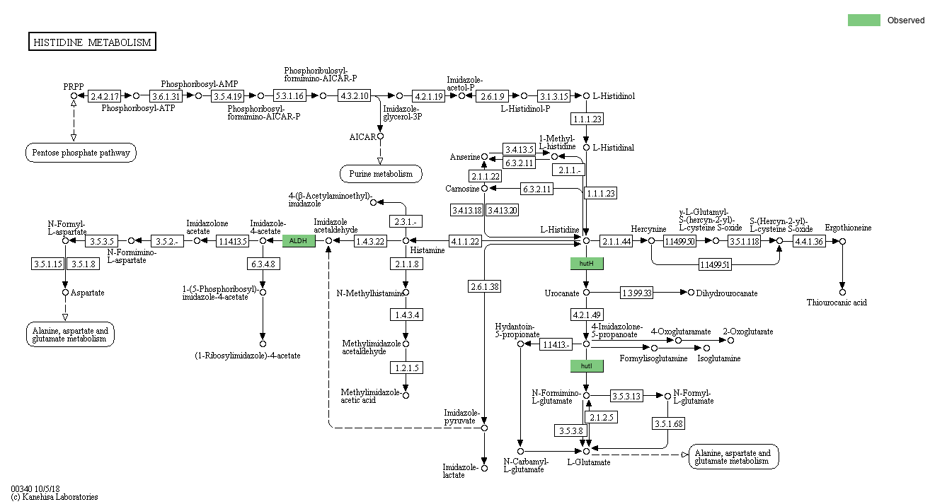 KEGG PATHWAY: Histidine metabolism - Reference pathway