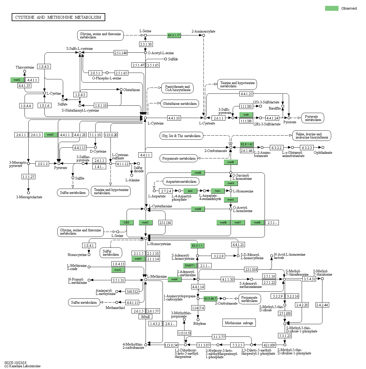 KEGG PATHWAY: Cysteine and methionine metabolism - Reference pathway