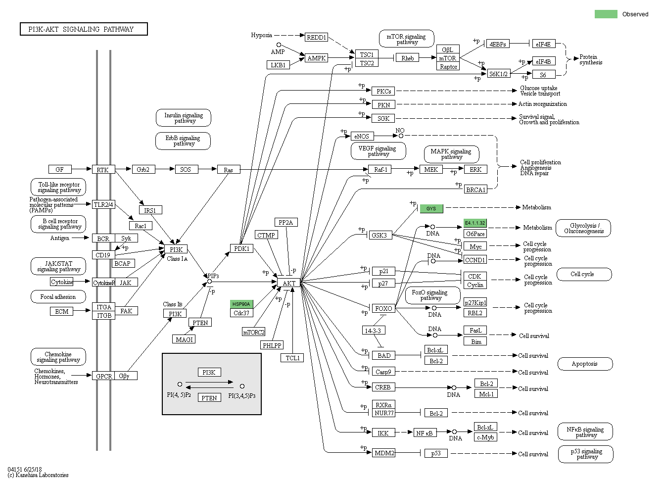 KEGG PATHWAY: PI3K-Akt signaling pathway - Reference pathway