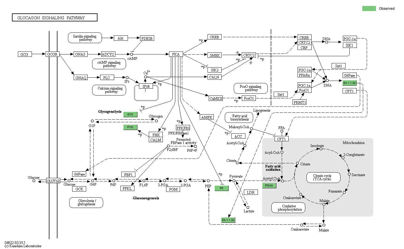 KEGG PATHWAY: Glucagon signaling pathway - Reference pathway