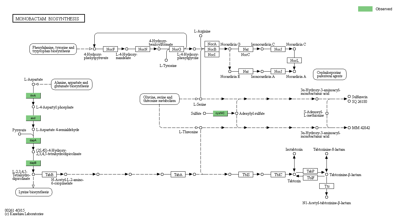 KEGG PATHWAY: Monobactam biosynthesis - Reference pathway