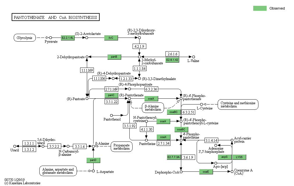 KEGG PATHWAY: Pantothenate and CoA biosynthesis - Reference pathway