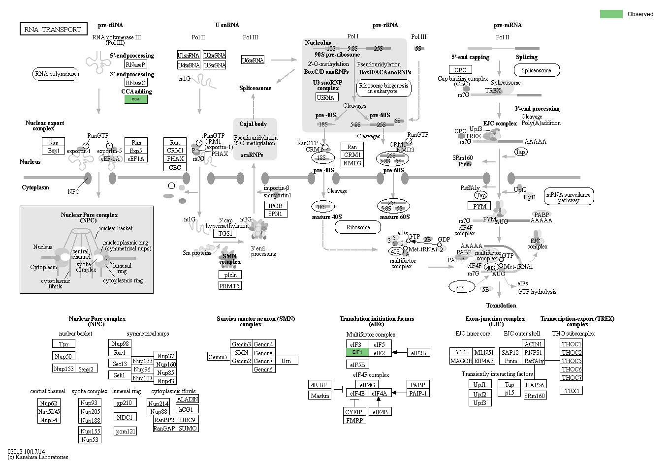 KEGG PATHWAY: RNA transport - Reference pathway