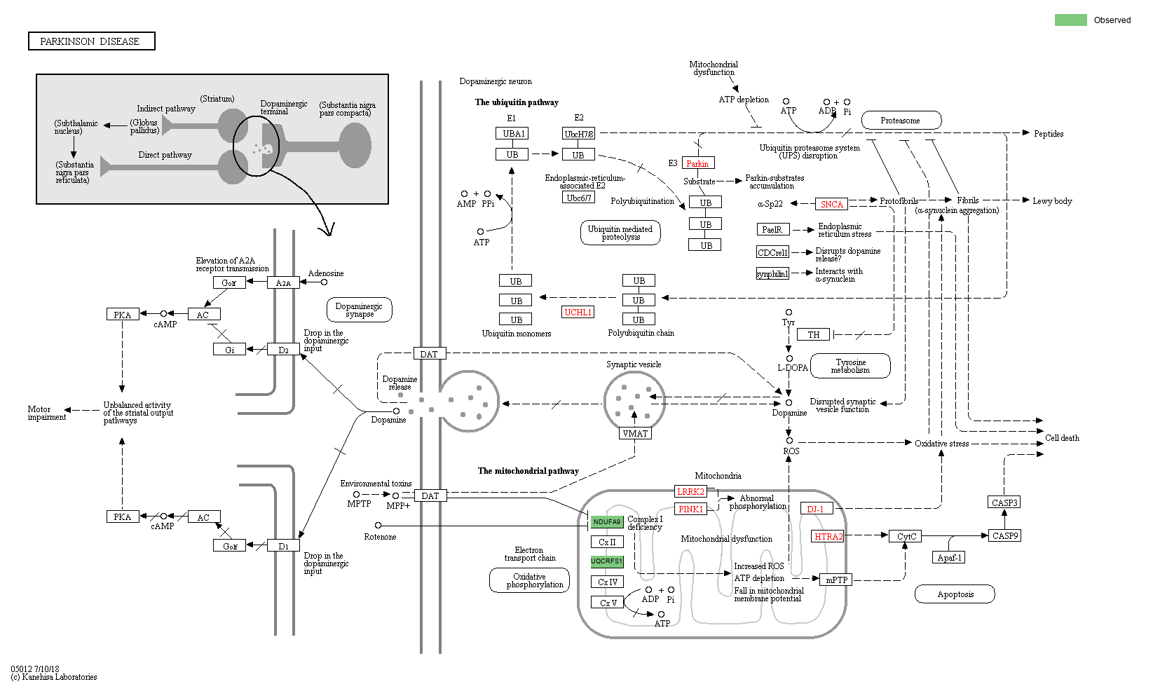 KEGG PATHWAY: Parkinson disease - Reference pathway