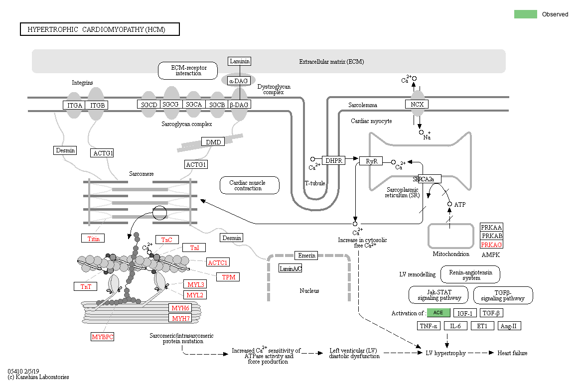 KEGG PATHWAY: Hypertrophic cardiomyopathy (HCM) - Reference pathway