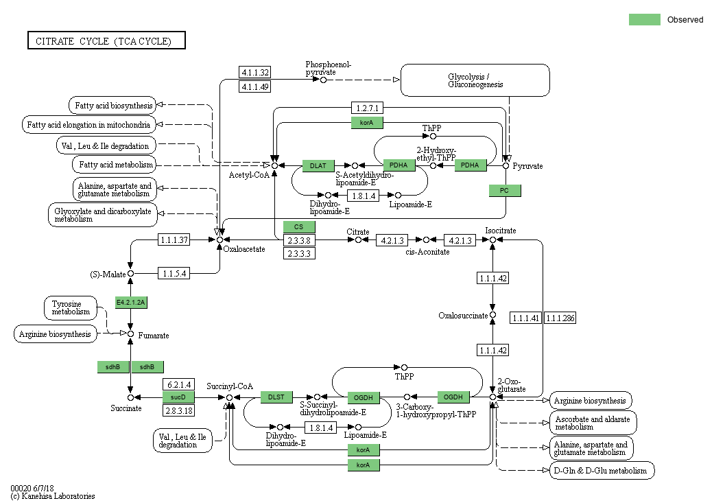 KEGG PATHWAY: Citrate cycle (TCA cycle) - Reference pathway