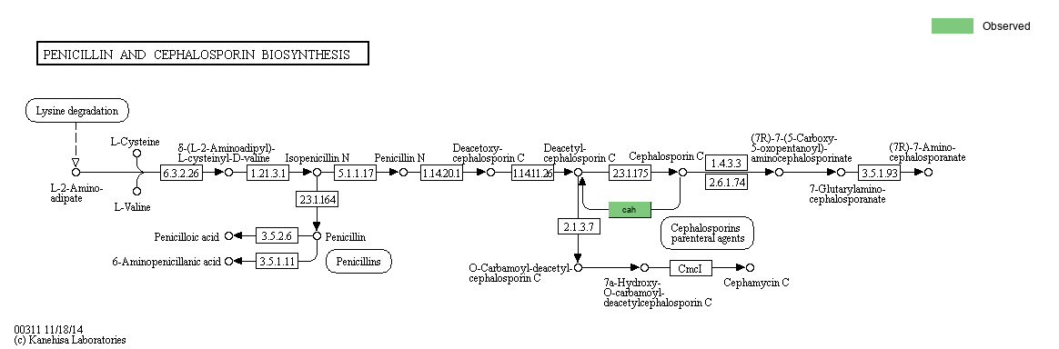 KEGG PATHWAY: Penicillin and cephalosporin biosynthesis - Reference pathway
