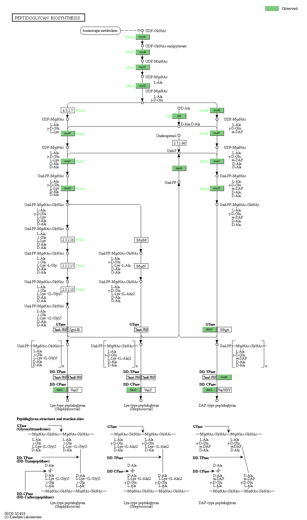 KEGG PATHWAY: Peptidoglycan biosynthesis - Reference pathway