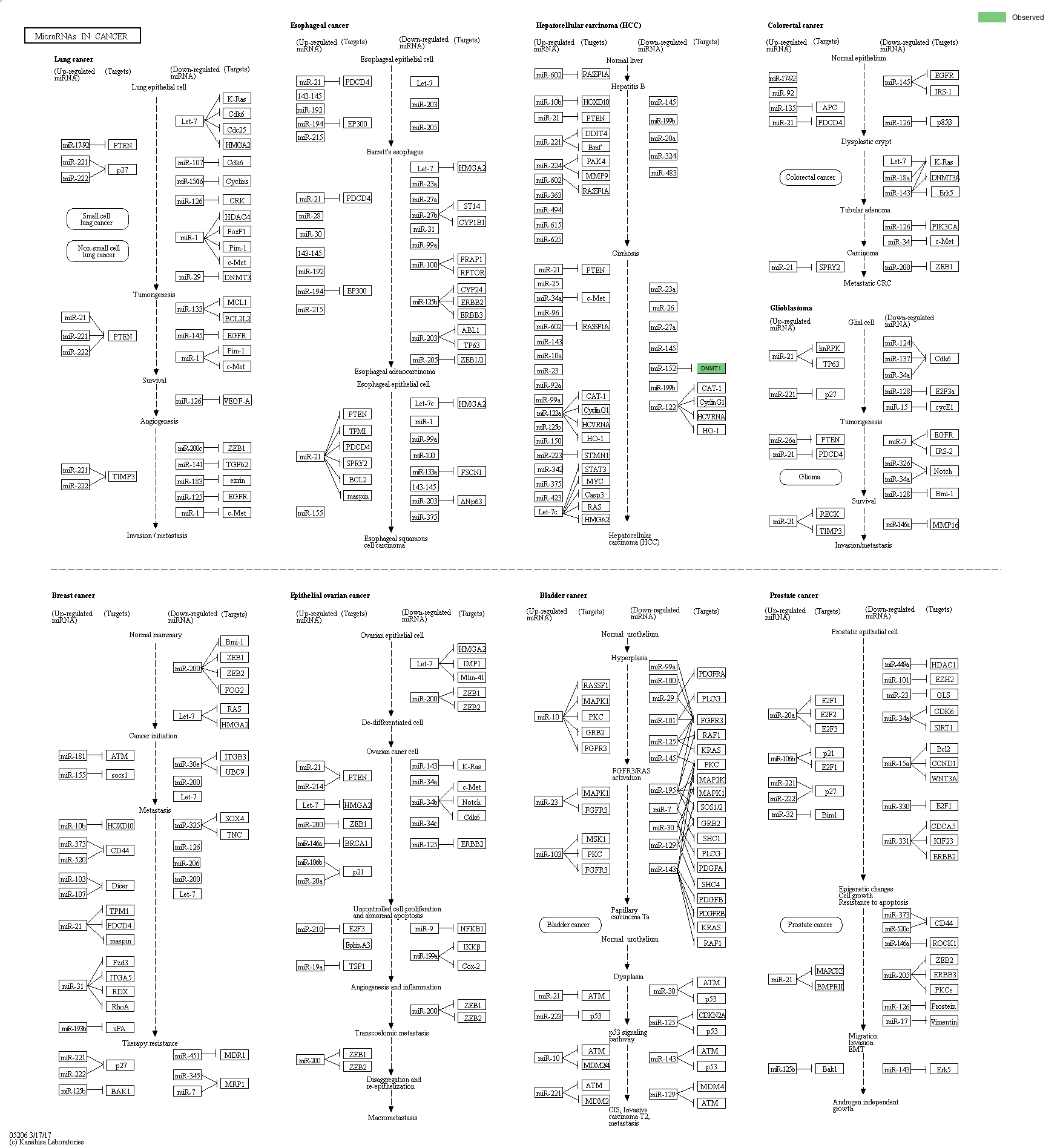 KEGG PATHWAY: MicroRNAs in cancer - Reference pathway