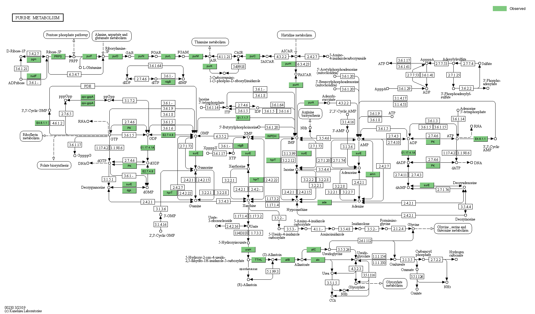 KEGG PATHWAY: Purine metabolism - Reference pathway
