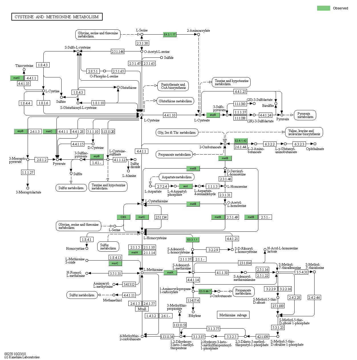 KEGG PATHWAY: Cysteine and methionine metabolism - Reference pathway