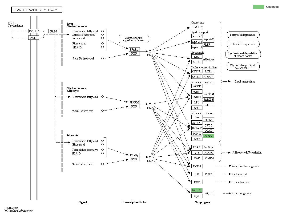 KEGG PATHWAY: PPAR signaling pathway - Reference pathway