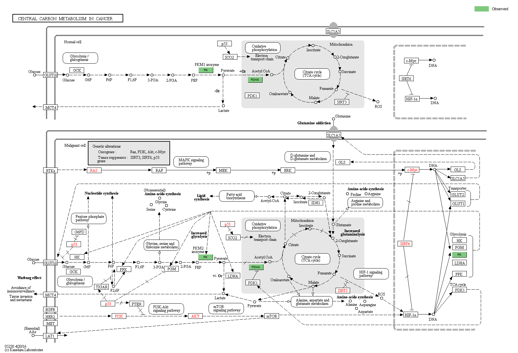 KEGG PATHWAY: Central carbon metabolism in cancer - Reference pathway