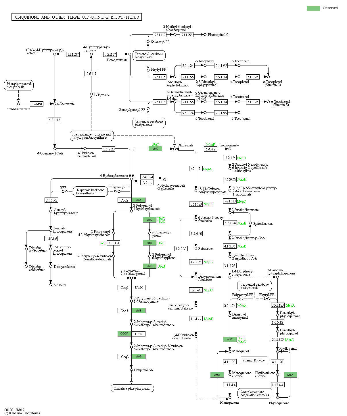 KEGG PATHWAY: Ubiquinone and other terpenoid-quinone biosynthesis ...
