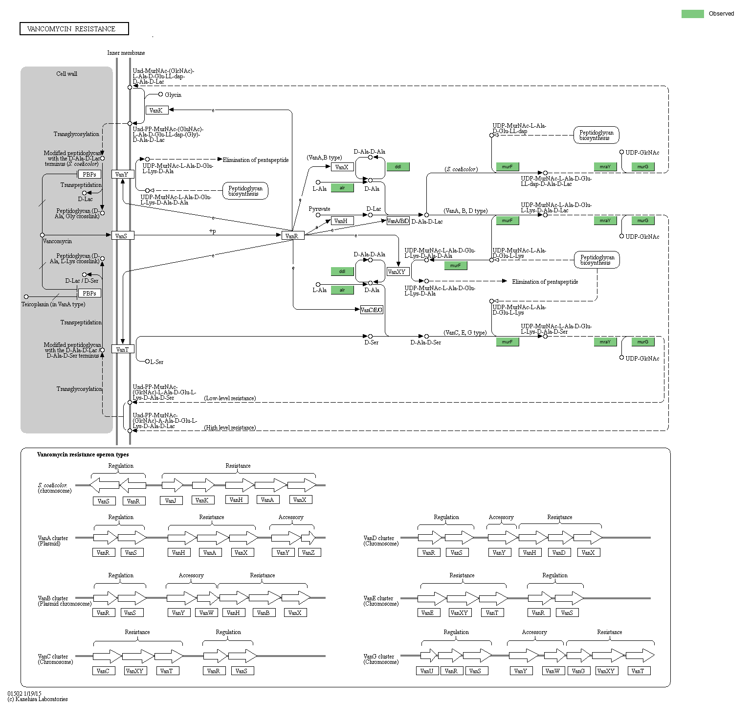 KEGG PATHWAY: Vancomycin resistance - Reference pathway