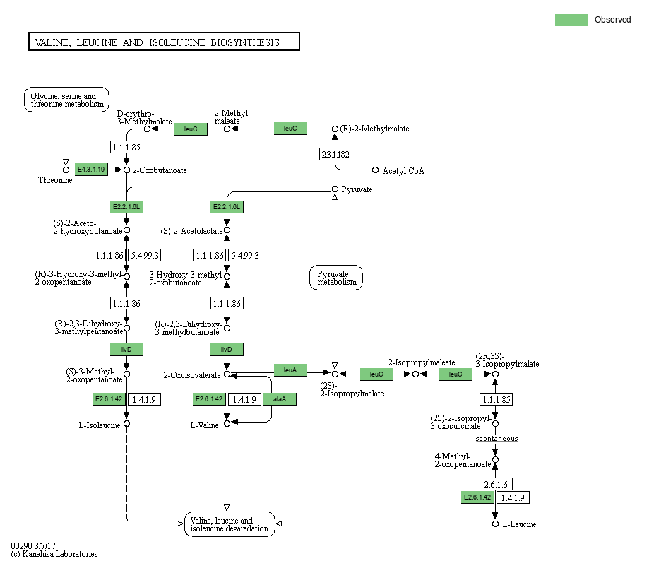 KEGG PATHWAY: Valine, leucine and isoleucine biosynthesis - Reference ...