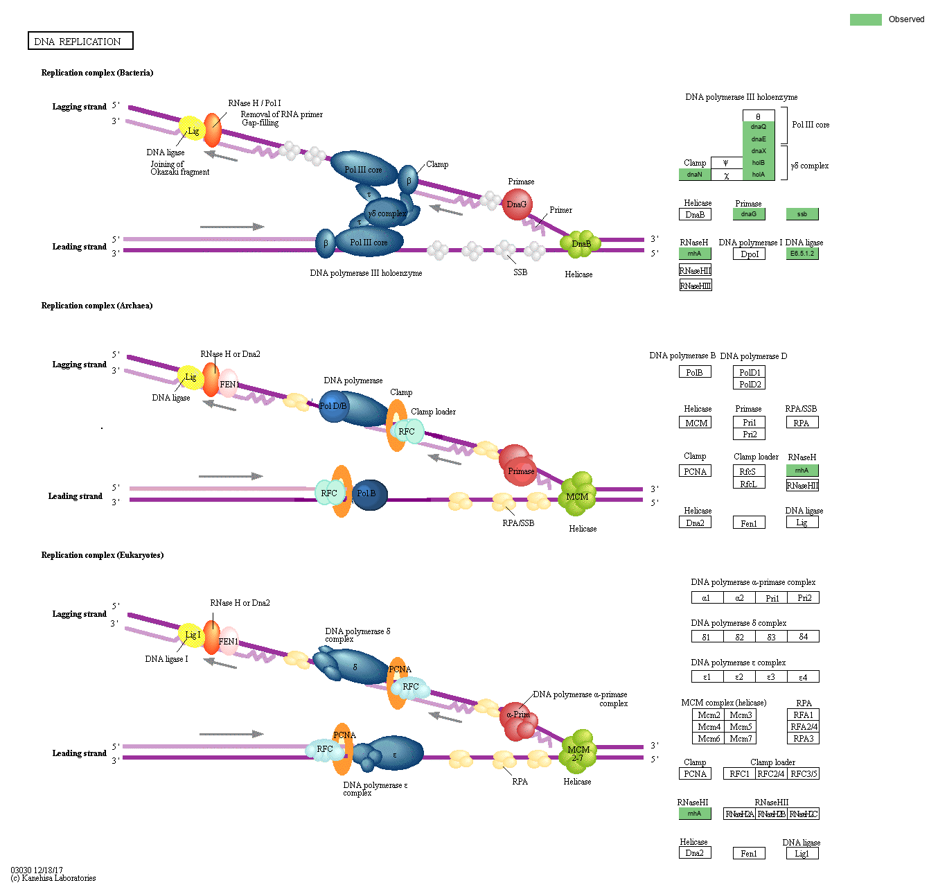 KEGG PATHWAY: DNA replication - Reference pathway