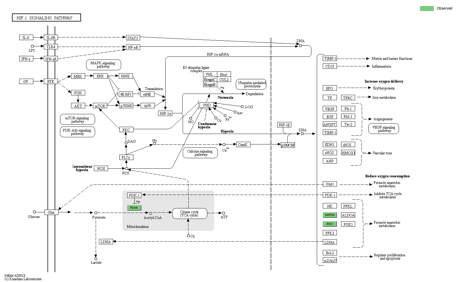 KEGG PATHWAY: HIF-1 signaling pathway - Reference pathway