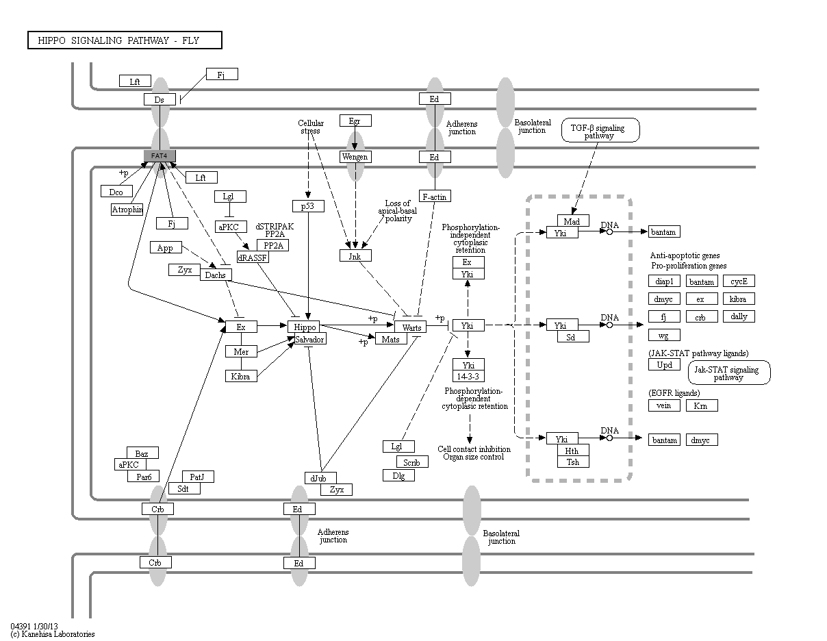 KEGG PATHWAY: Hippo signaling pathway - fly - Reference pathway