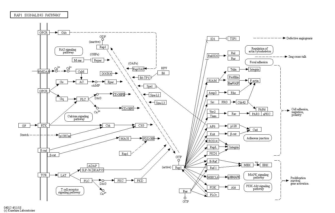 KEGG PATHWAY: Rap1 signaling pathway - Reference pathway