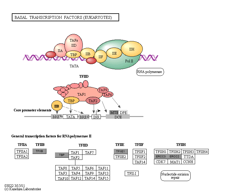 KEGG PATHWAY: Basal transcription factors - Reference pathway