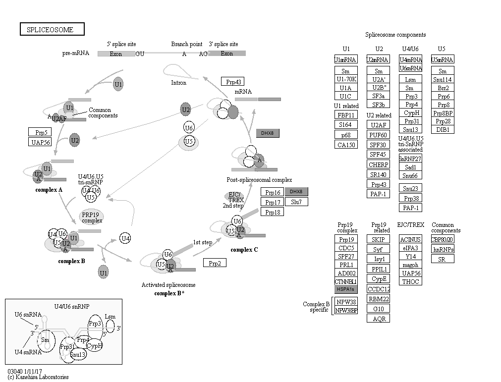 KEGG PATHWAY: Spliceosome - Reference pathway