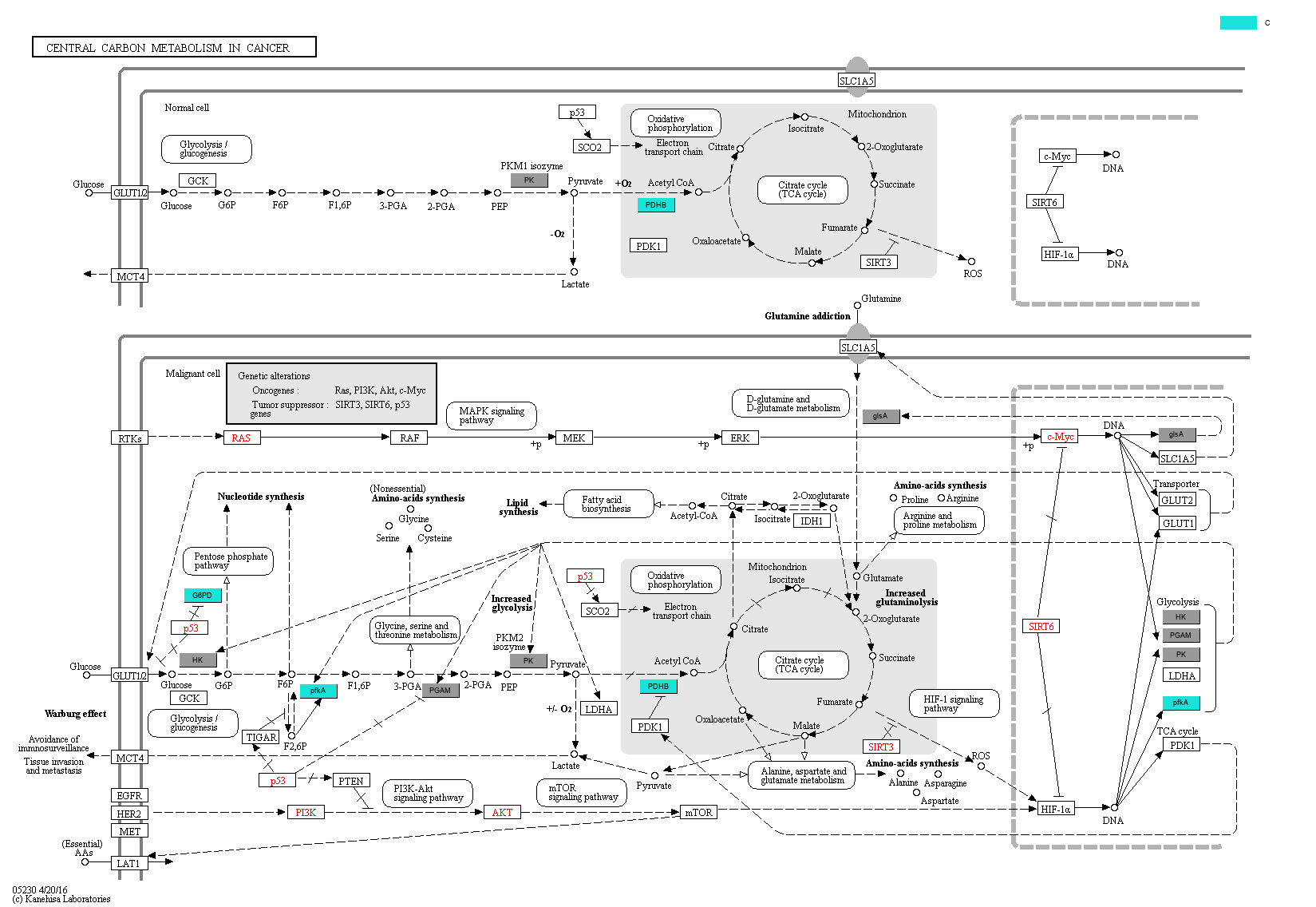 KEGG PATHWAY: Central carbon metabolism in cancer - Reference pathway