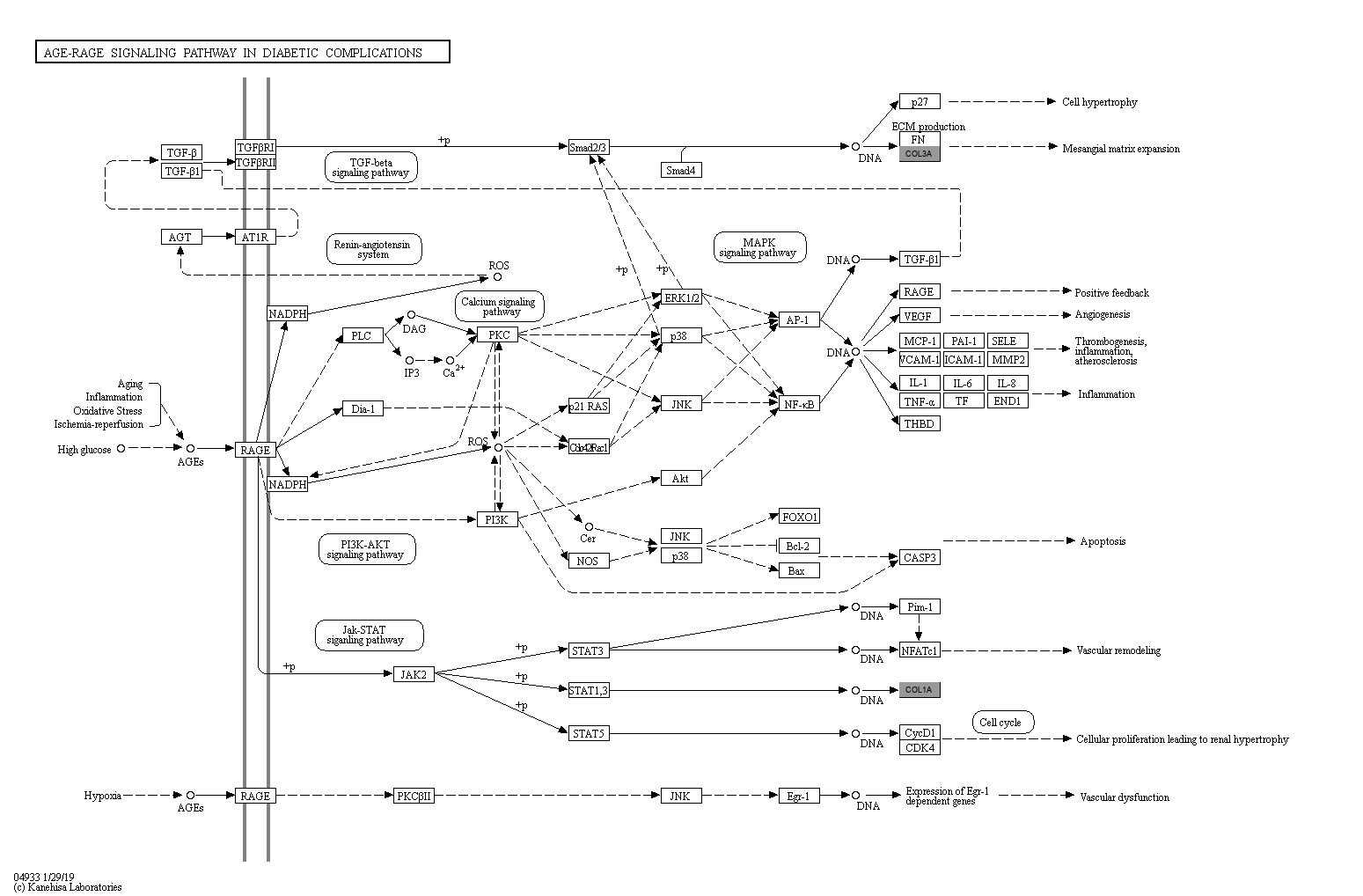 KEGG PATHWAY: AGE-RAGE signaling pathway in diabetic complications ...