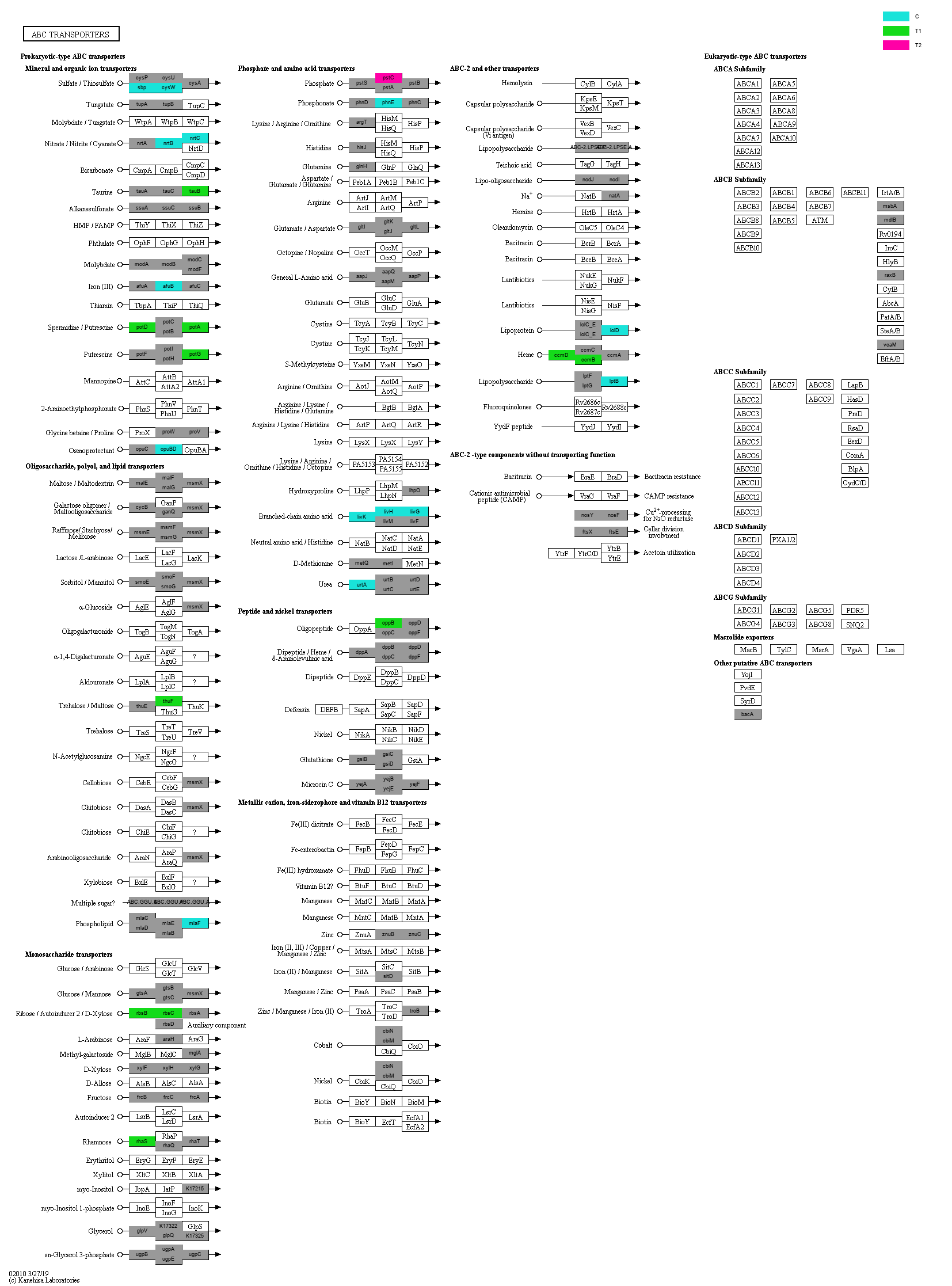 KEGG PATHWAY: ABC transporters - Reference pathway
