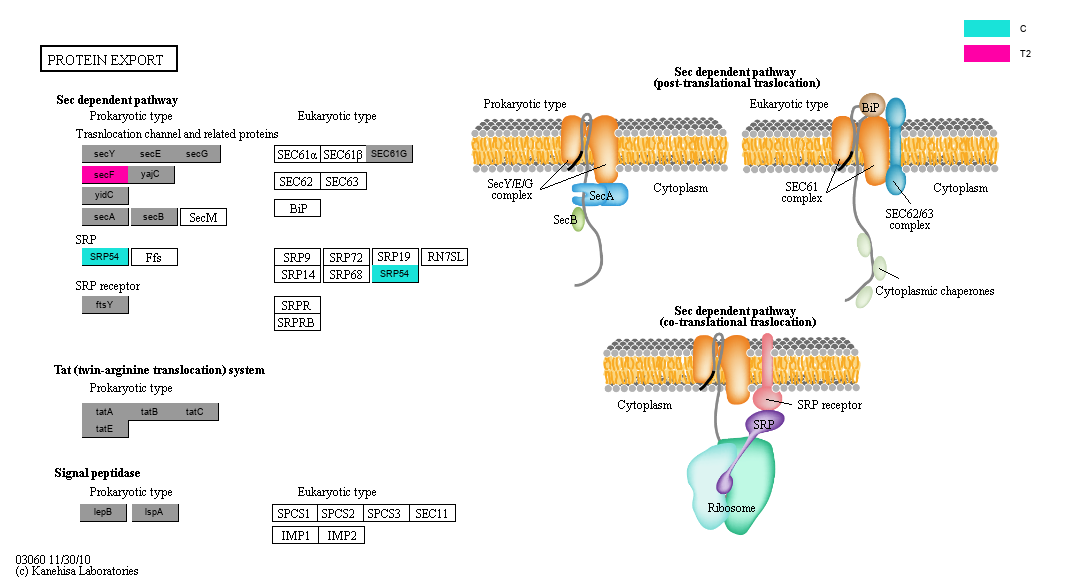 KEGG PATHWAY: Protein export - Reference pathway