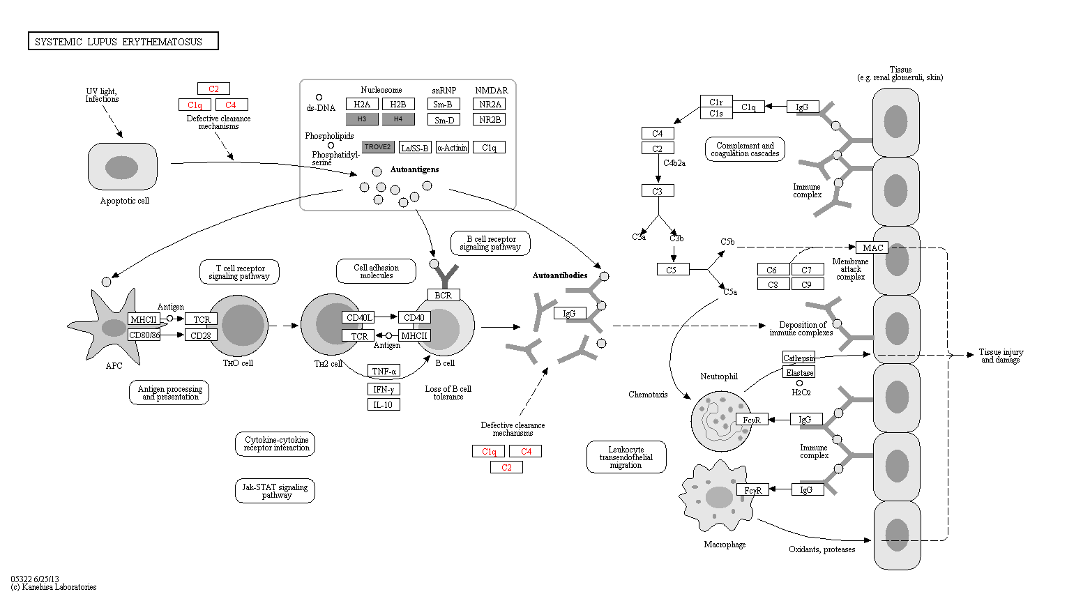 KEGG PATHWAY: Systemic lupus erythematosus - Reference pathway