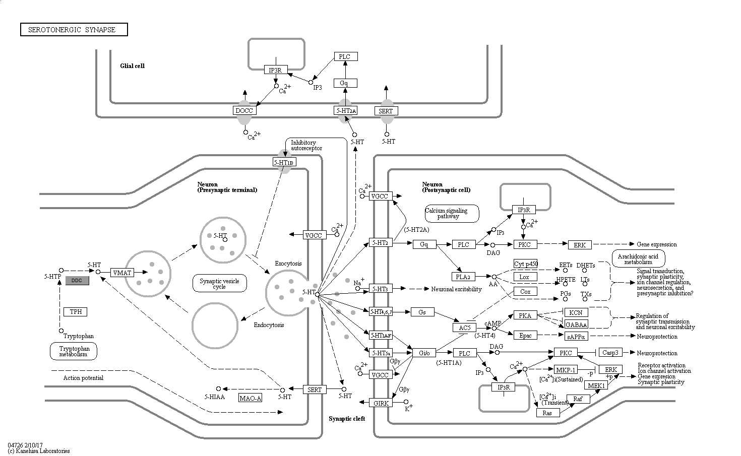 KEGG PATHWAY: Serotonergic synapse - Reference pathway
