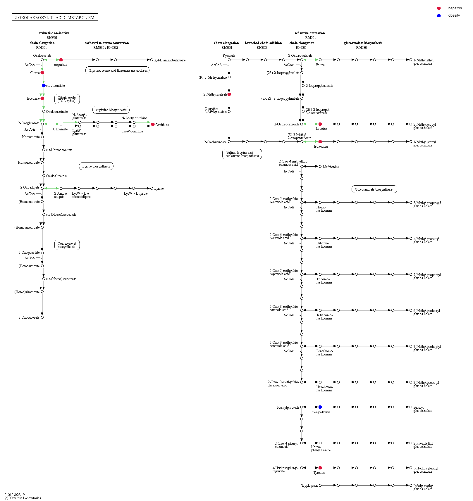 KEGG PATHWAY: 2-Oxocarboxylic acid metabolism - Homo sapiens (human)